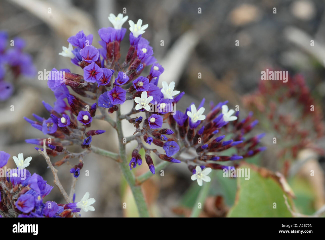 Lavender sea of blue colour hi-res stock photography and images - Alamy