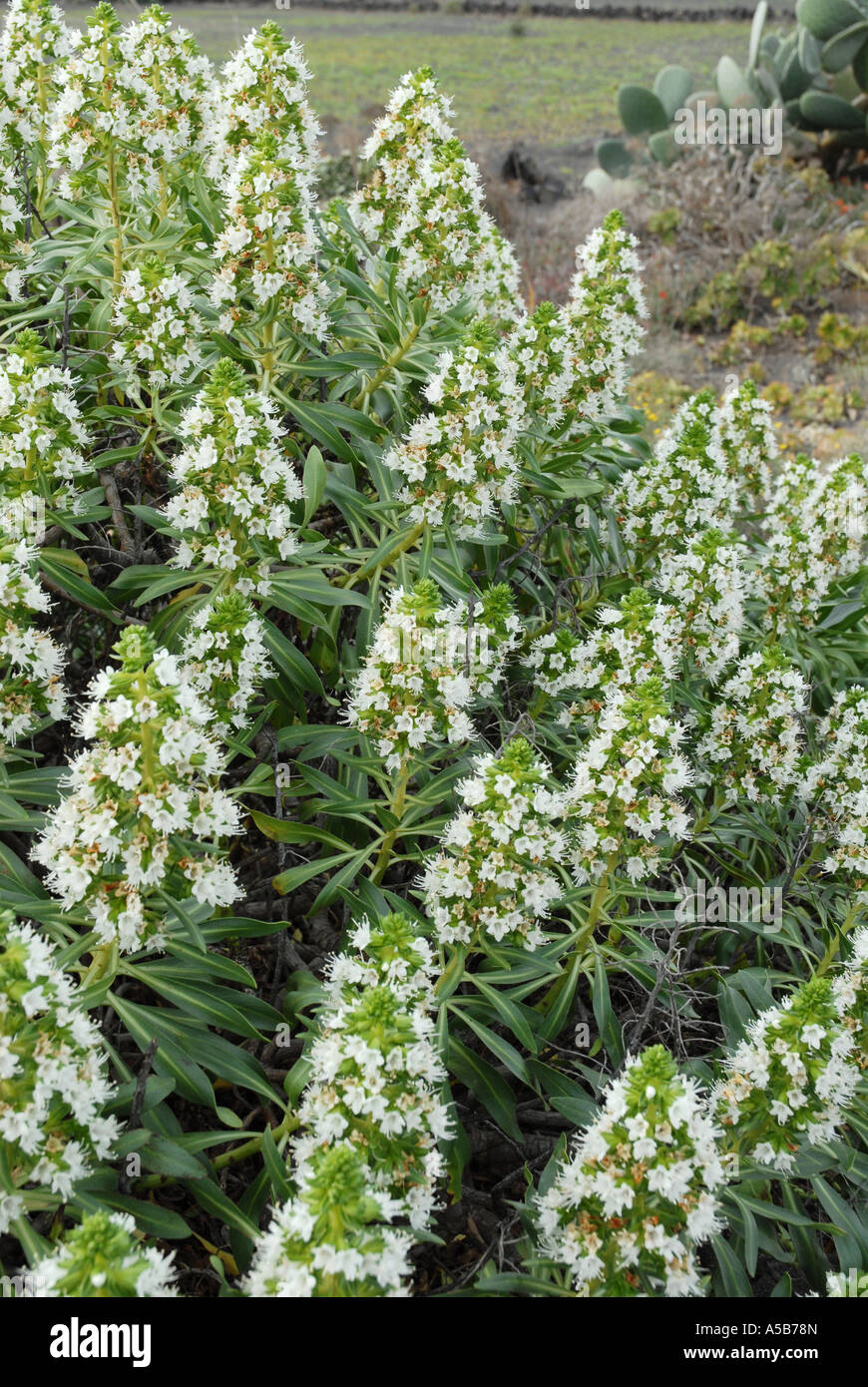 Flowers on Lanzarote Canary Islands Stock Photo - Alamy