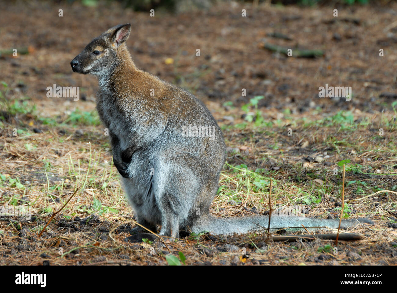 Common wallaby hi-res stock photography and images - Alamy