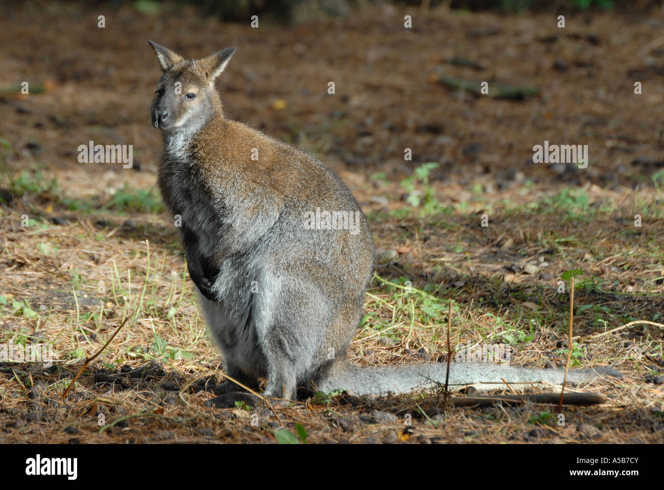Common wallaby hi-res stock photography and images - Alamy