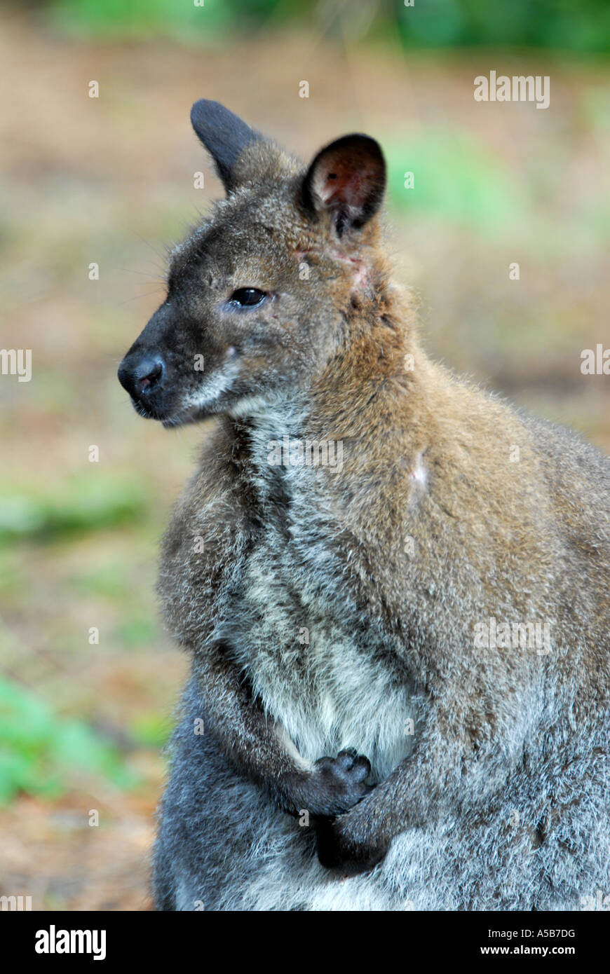 Resting wallaby hi-res stock photography and images - Alamy