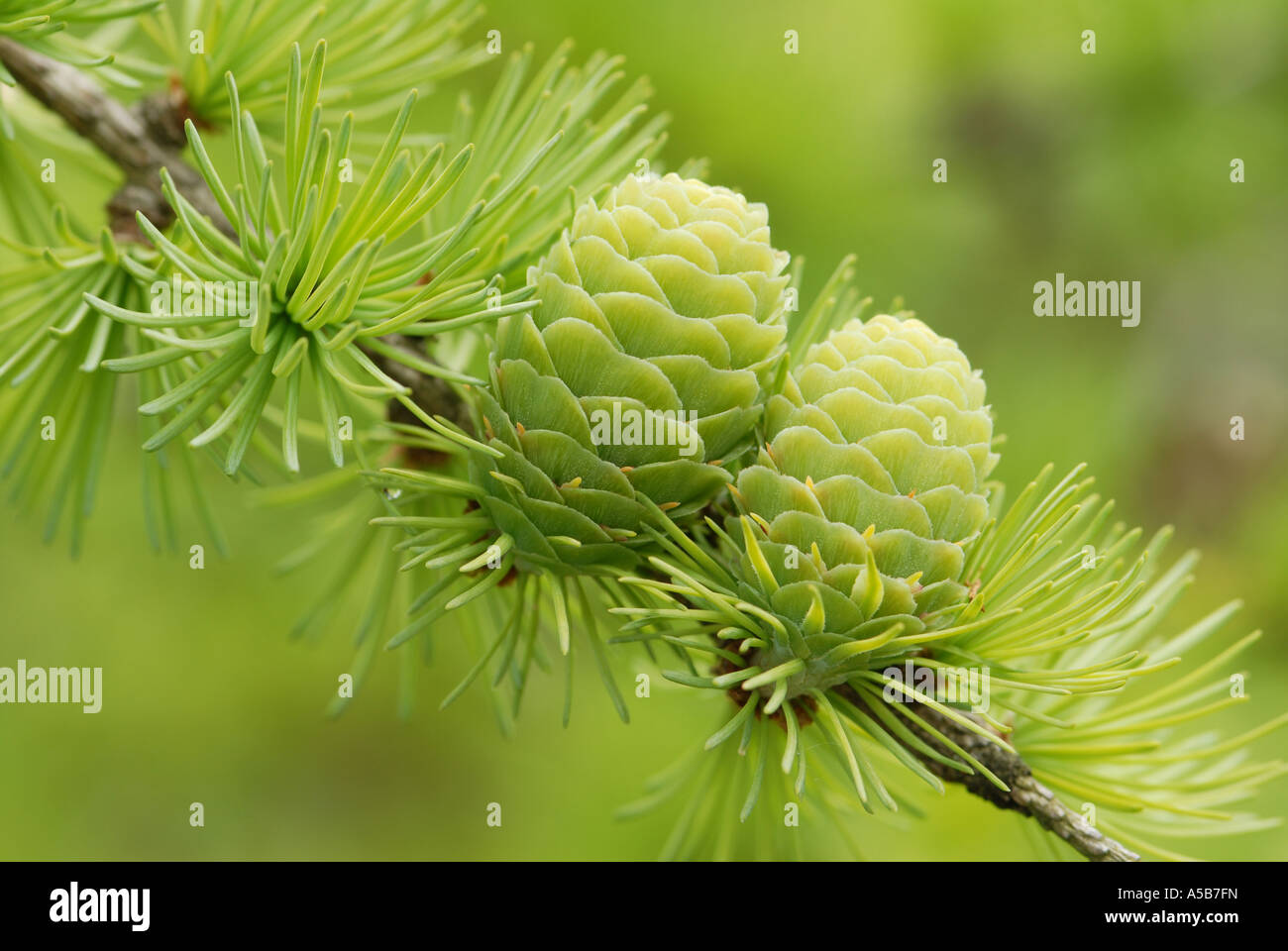Budding tree cones hi-res stock photography and images - Alamy