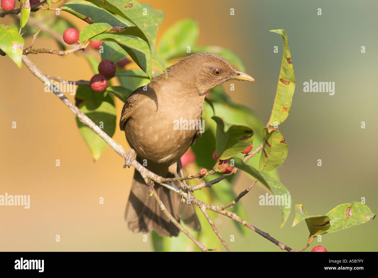 Clay colored Robin Turdus grayi Stock Photo - Alamy