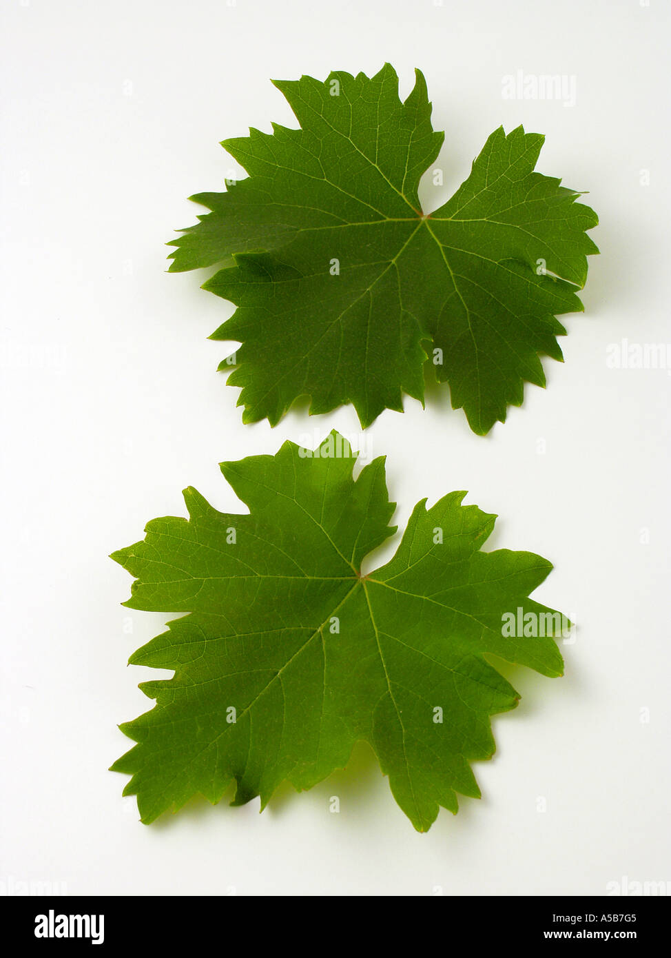 Grape leaf patterns hi-res stock photography and images - Alamy
