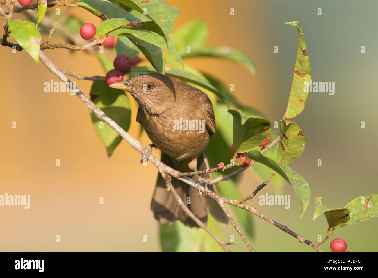 Clay colored Robin Turdus grayi Stock Photo - Alamy