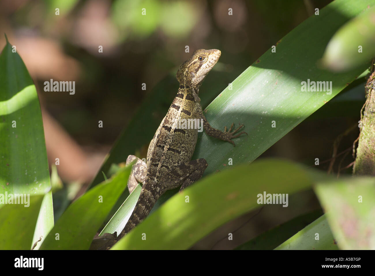 Common Basilisk Basiliscus basiliscus female Stock Photo - Alamy
