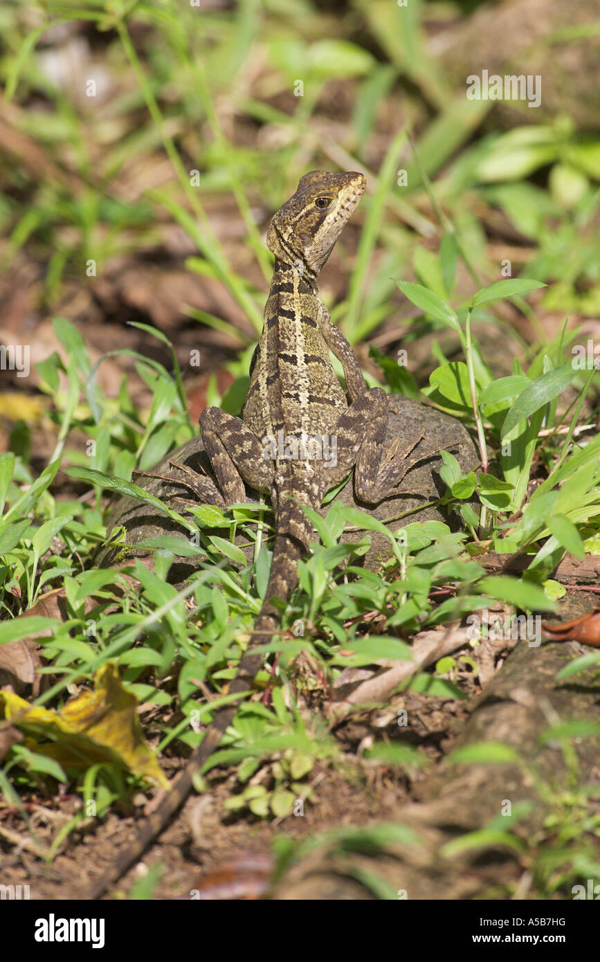 Common Basilisk Basiliscus basiliscus female Stock Photo - Alamy