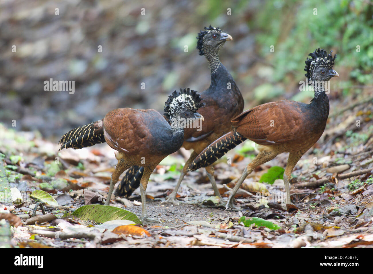 Great curassow curassow crax rubra la selva costa rica hi-res stock ...