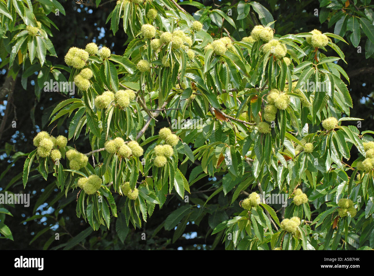 Sweet chestnut tree uk garden hi-res stock photography and images - Alamy