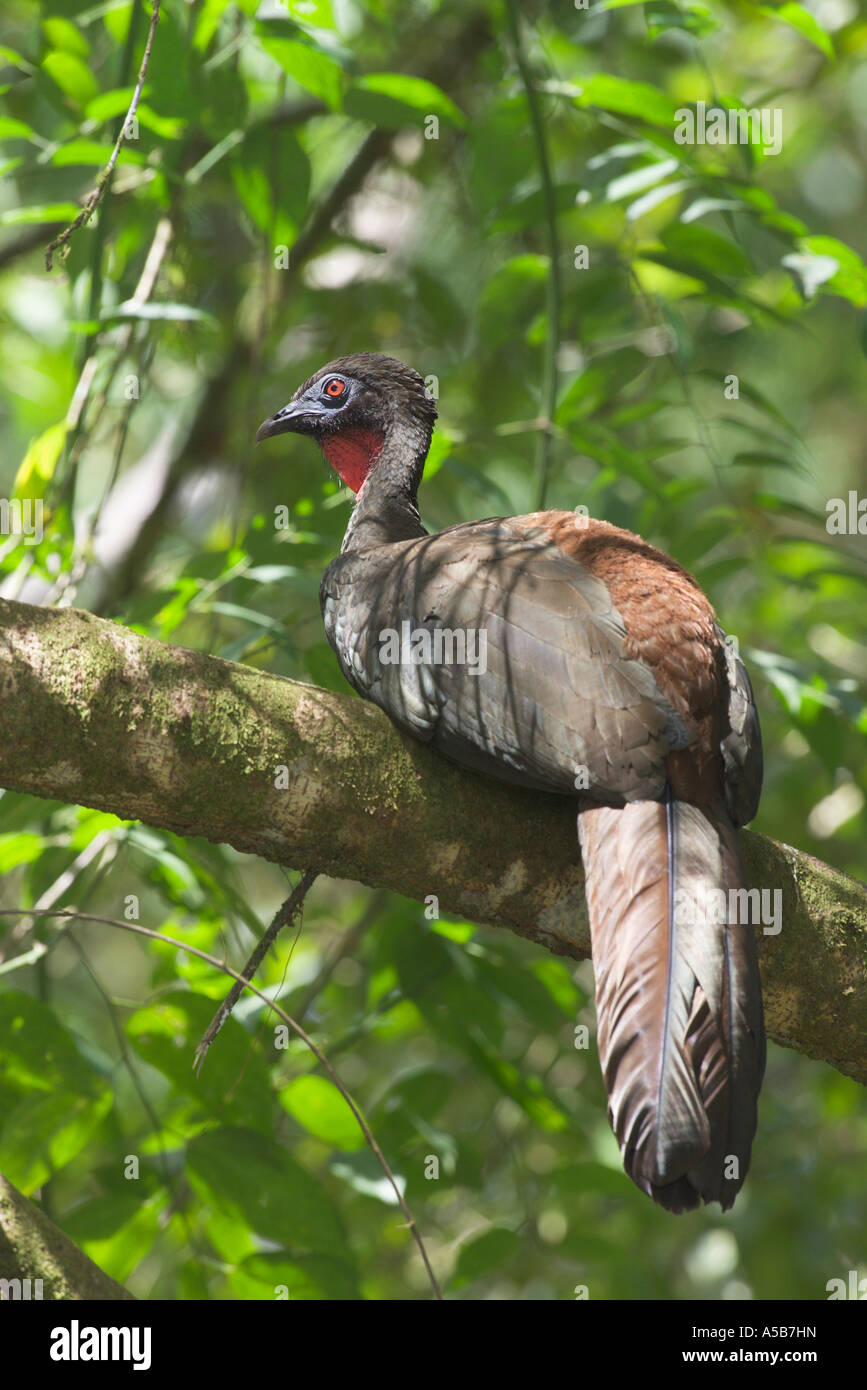 Penelope tree hi-res stock photography and images - Alamy