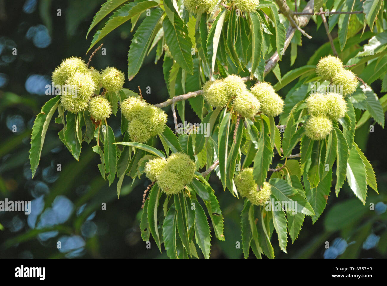 Woodland chestnuts hi-res stock photography and images - Alamy