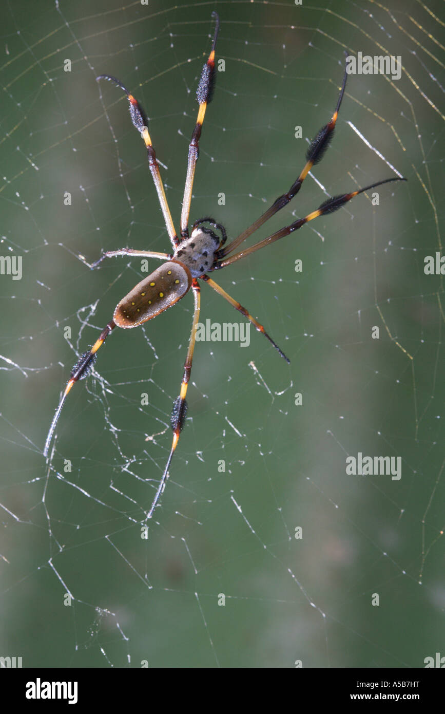 Golden Orb Spider Nephila sp Stock Photo - Alamy