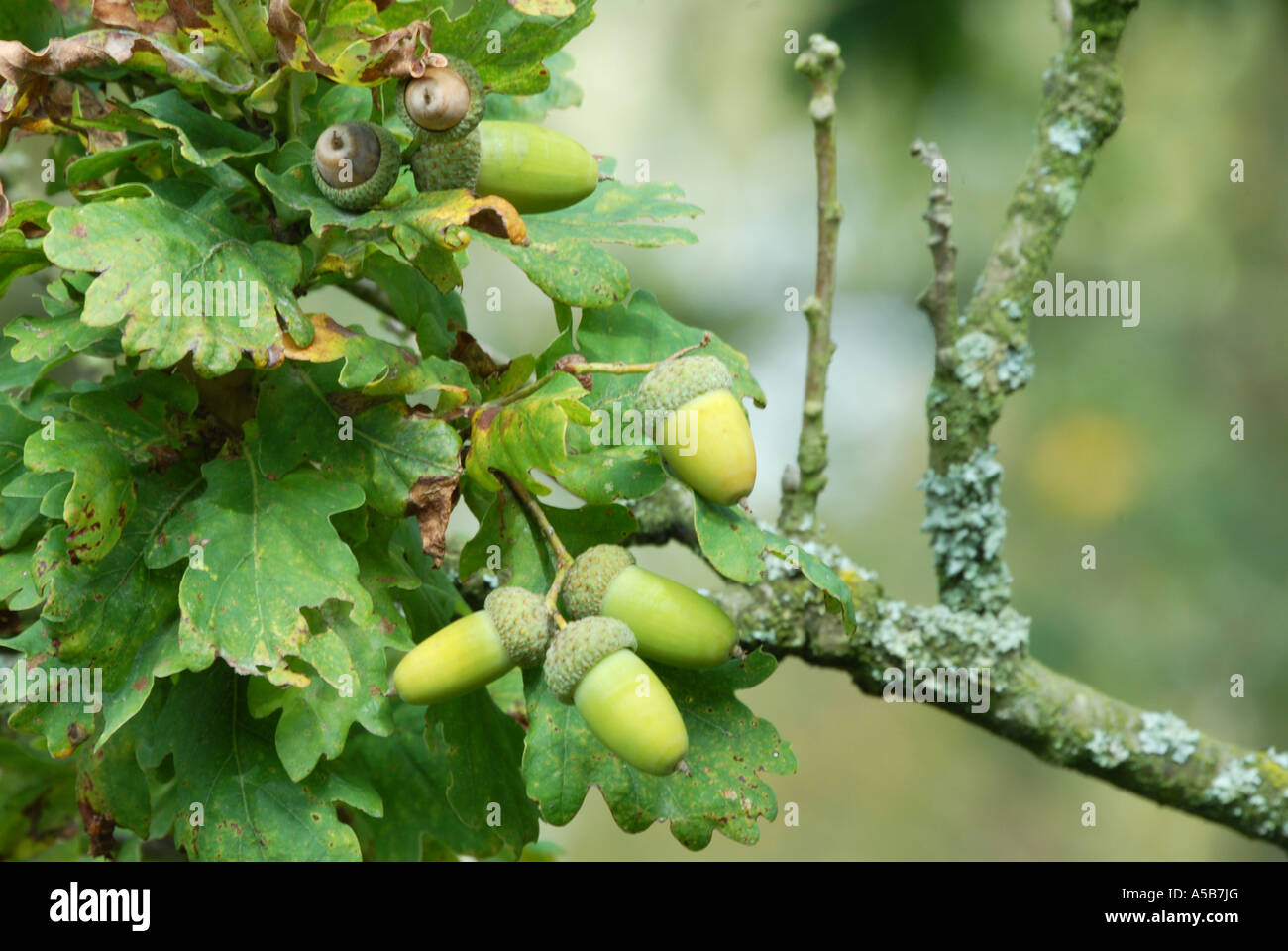 Potential oak tree hi-res stock photography and images - Alamy