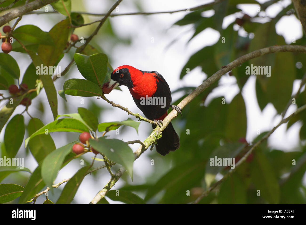 Collared tanager hi-res stock photography and images - Alamy