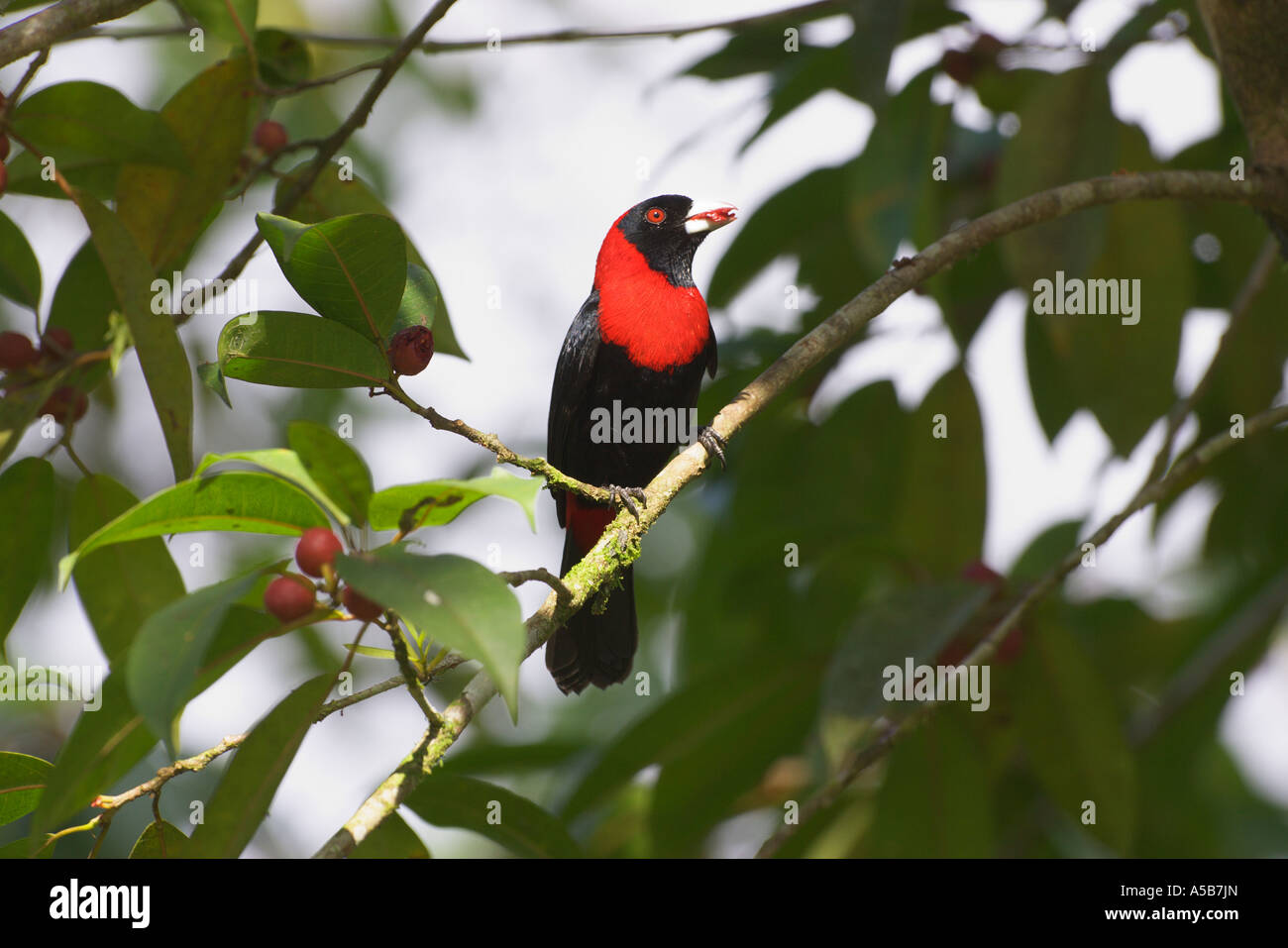 Collared tanager hi-res stock photography and images - Alamy