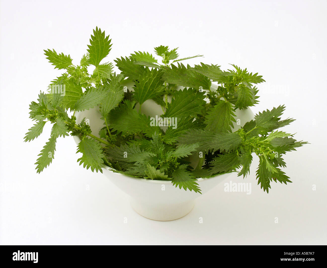 Nettle fiber hi-res stock photography and images - Alamy