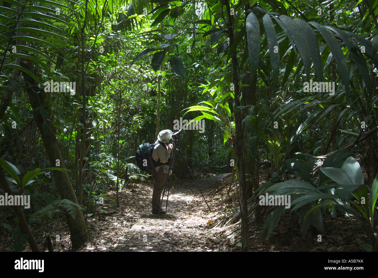 Photographer working in a rainforest Stock Photo - Alamy