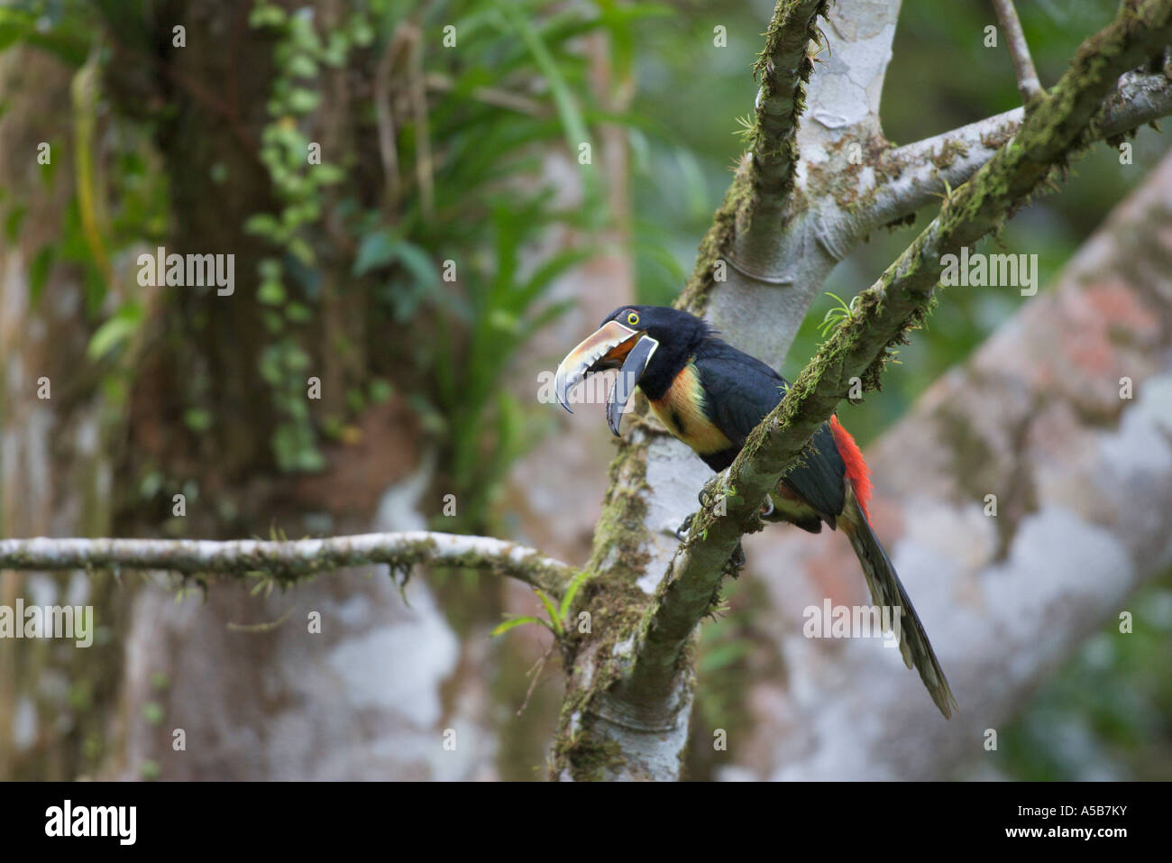 Collared Aracari Pteroglossus torquatus Stock Photo - Alamy