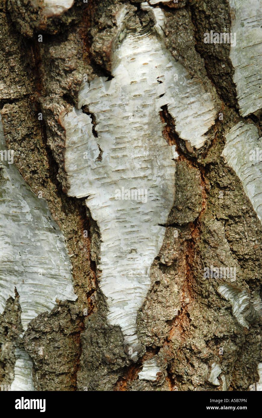 Bark pattern hi-res stock photography and images - Alamy