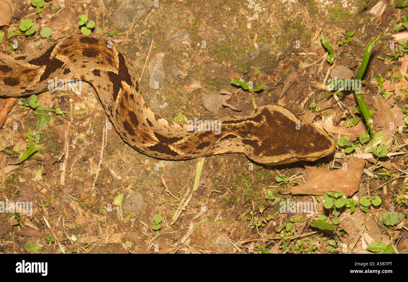 Selva tropical de américa central hi-res stock photography and images ...