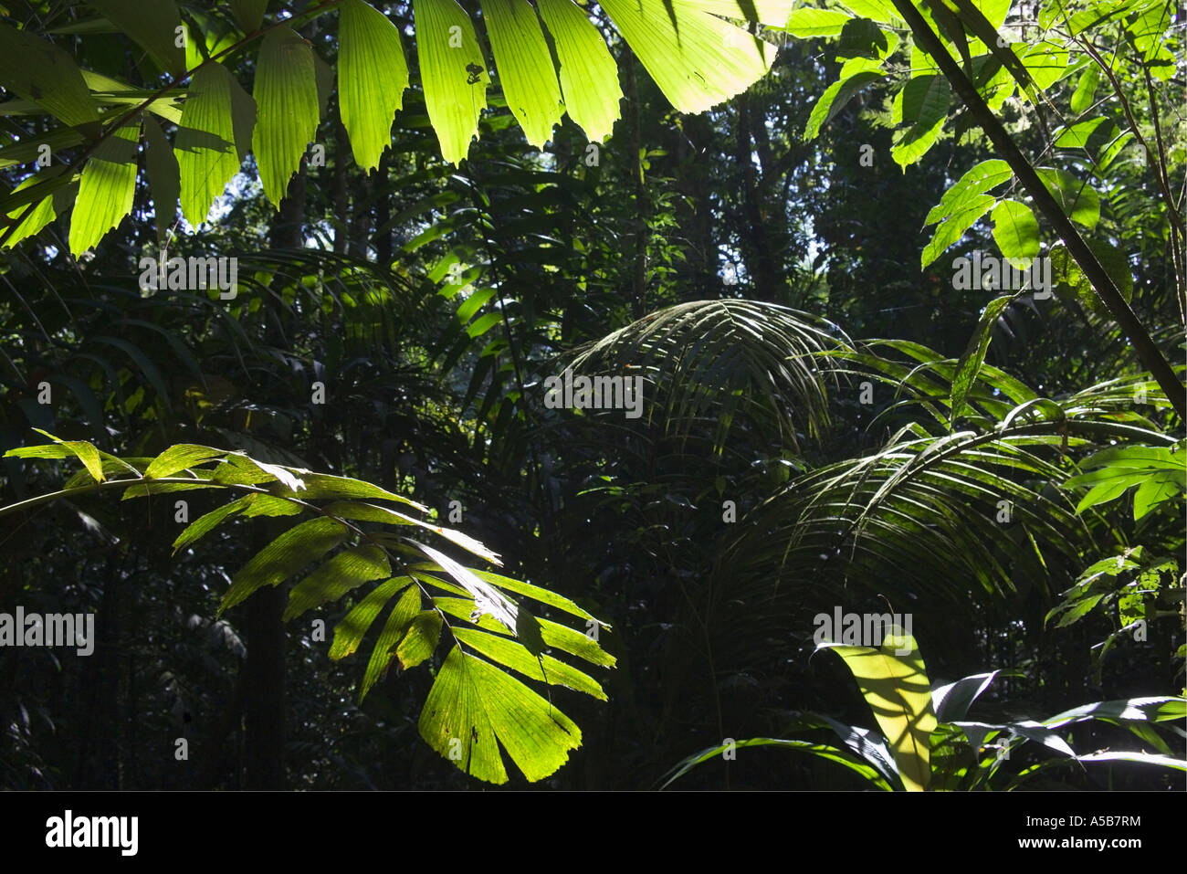 Backlit leaves in Costa Rican rainforest Stock Photo - Alamy