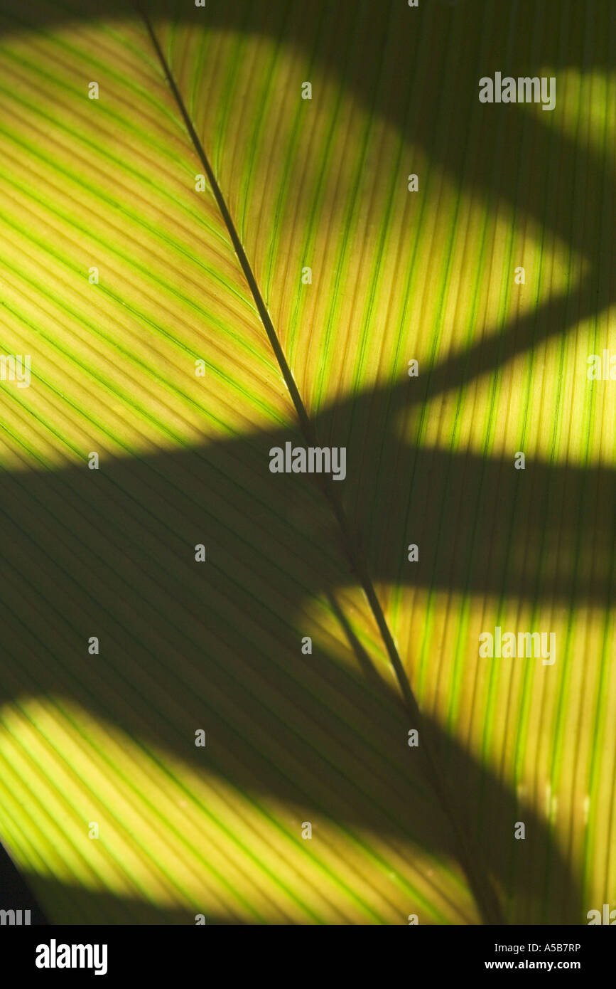 Backlit leaf in Costa Rican rainforest Stock Photo - Alamy