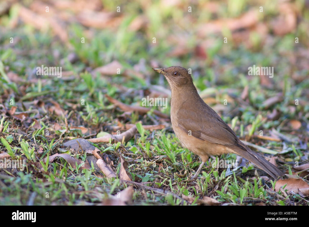 Clay colored Robin Turdus grayi Stock Photo - Alamy
