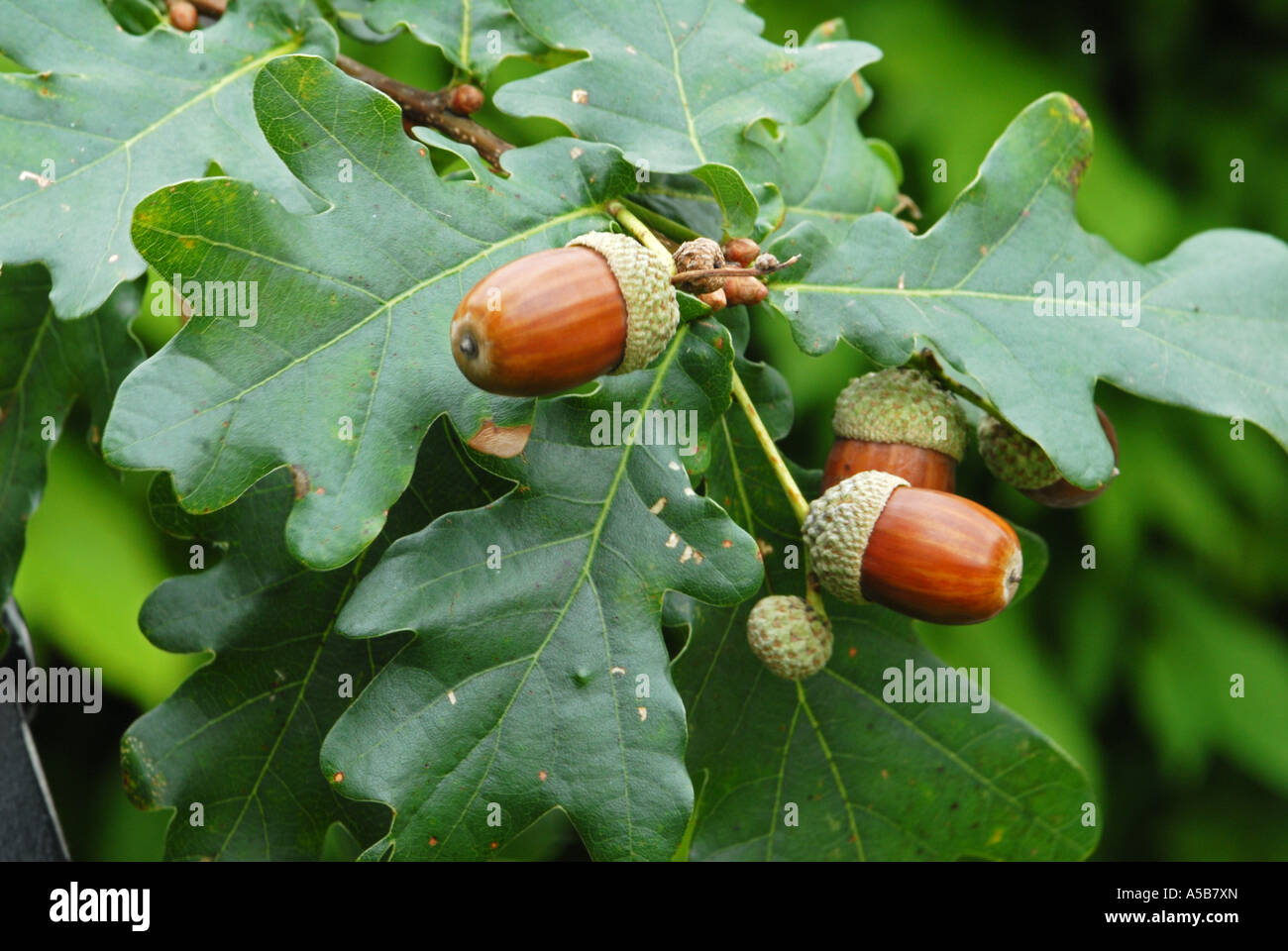 Acorns on tree with green leaves Stock Photo - Alamy