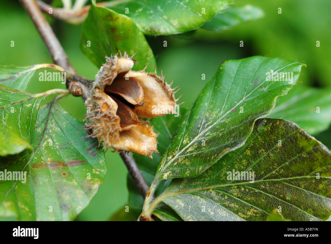 Common beech fagus sylvatica fruit hi-res stock photography and images ...