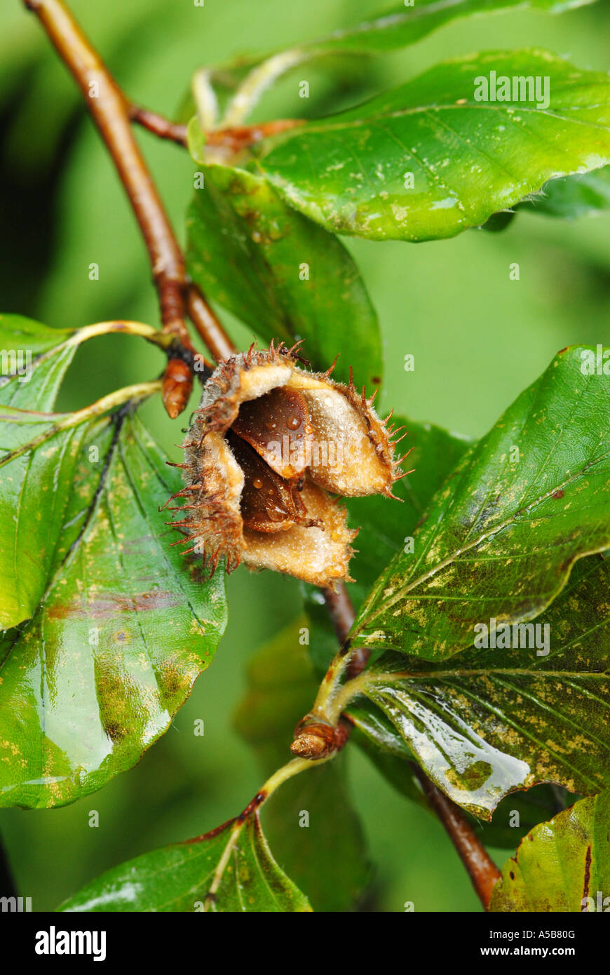Beech mast uk hi-res stock photography and images - Alamy