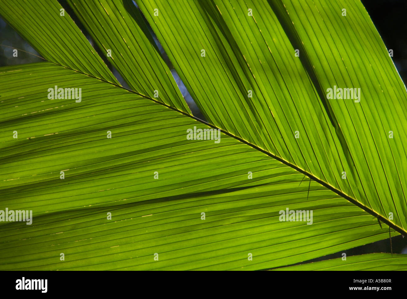 Backlit leaf in Costa Rican rainforest Stock Photo - Alamy