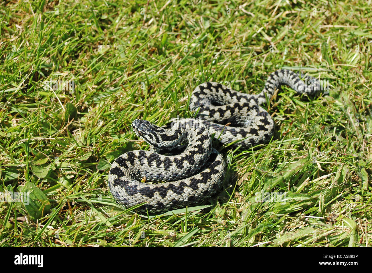 Adder Uk Bite High Resolution Stock Photography and Images - Alamy