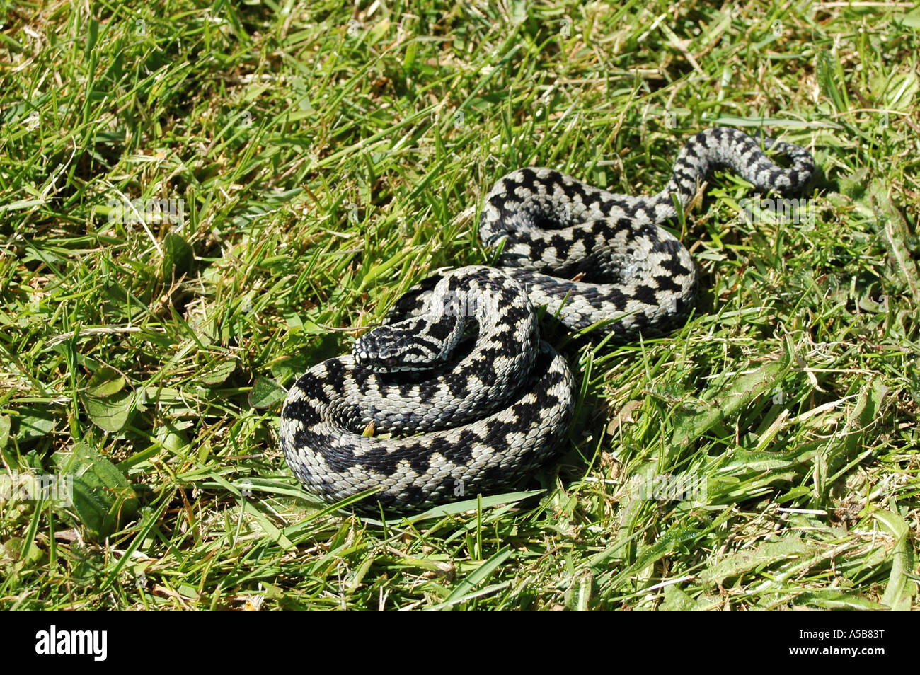 Adder uk bite hi-res stock photography and images - Alamy