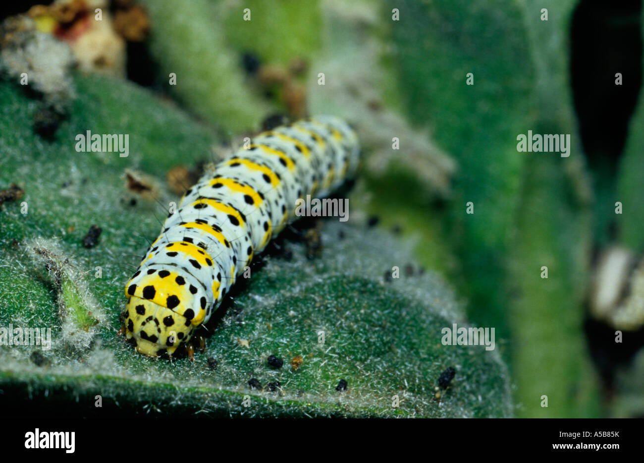 Mullein Moth Caterpillar on Mullein Plant (Cucullia verbasci) in the uk ...
