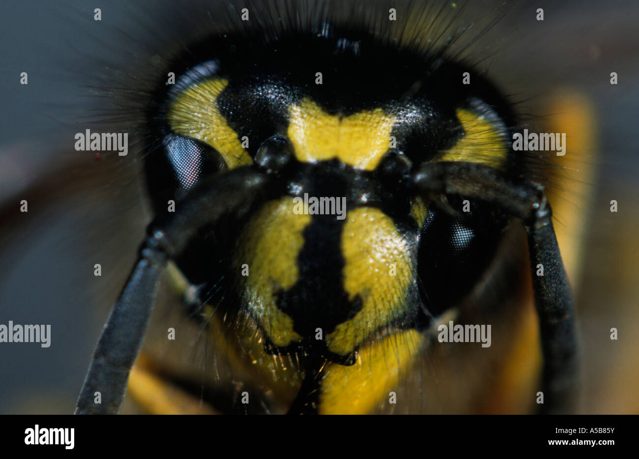 Common Wasp (Vespula vulgaris) in the uk Stock Photo - Alamy