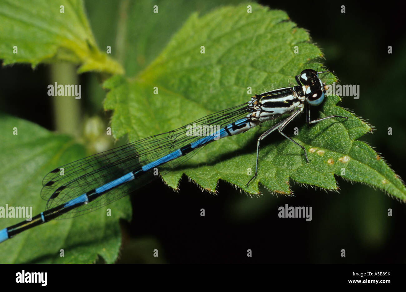 Common Blue Damselfly (Enallagma cyathigerum) in the uk Stock Photo - Alamy