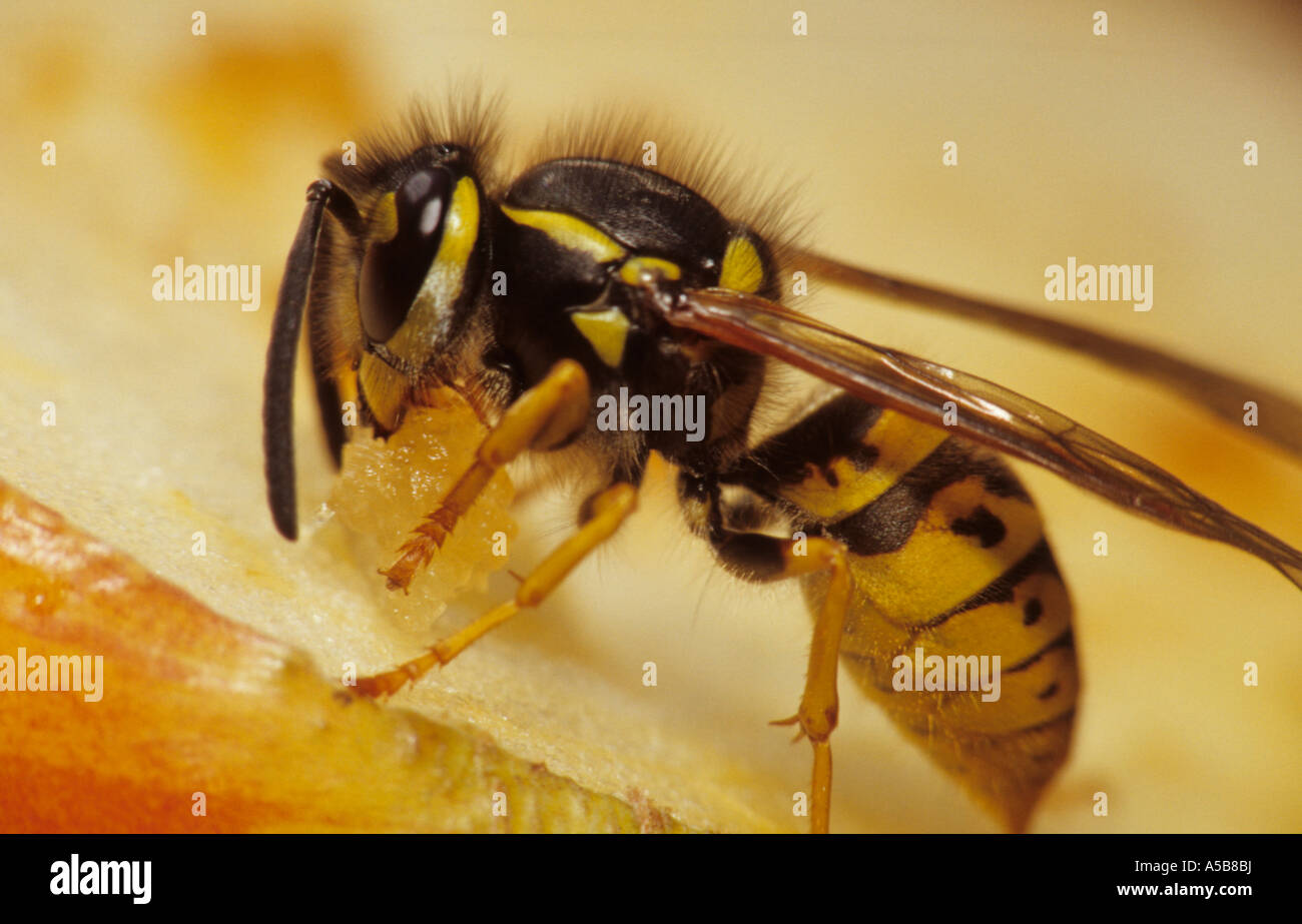 Common Wasp (Vespula vulgaris) in the uk Stock Photo - Alamy