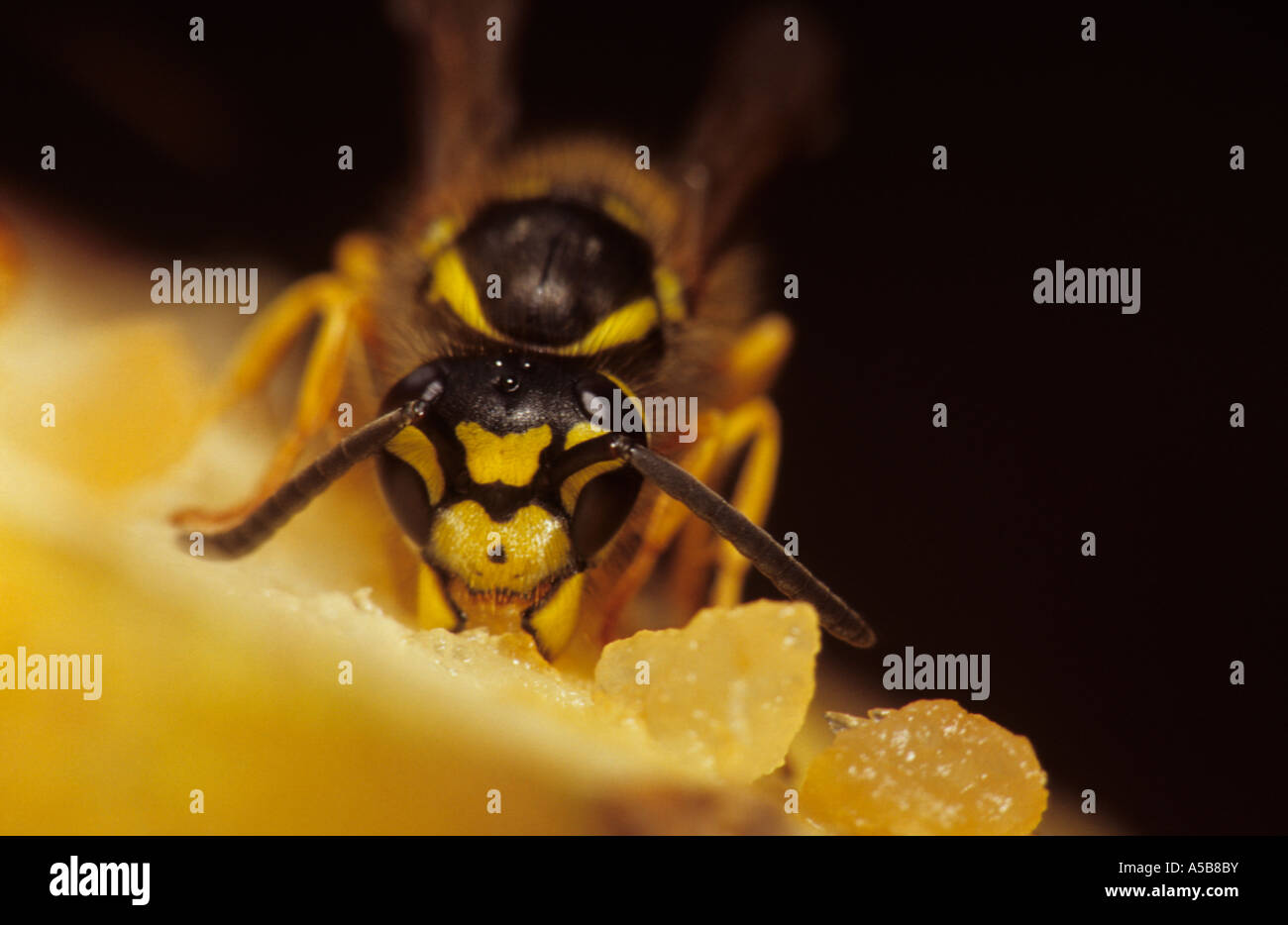 Common Wasp (Vespula vulgaris) in the uk Stock Photo - Alamy