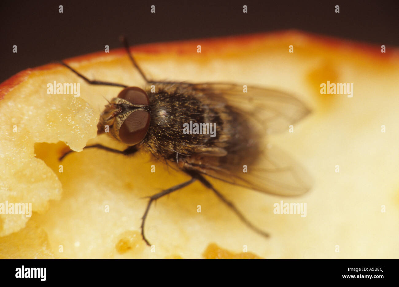 Pollenia rudis hi-res stock photography and images - Alamy