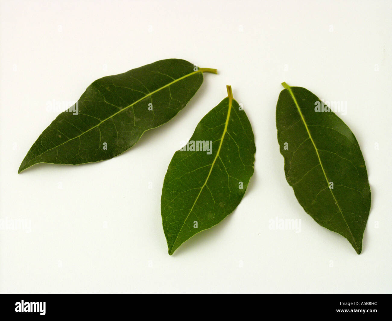 Three laurel leaf spice hi-res stock photography and images - Alamy