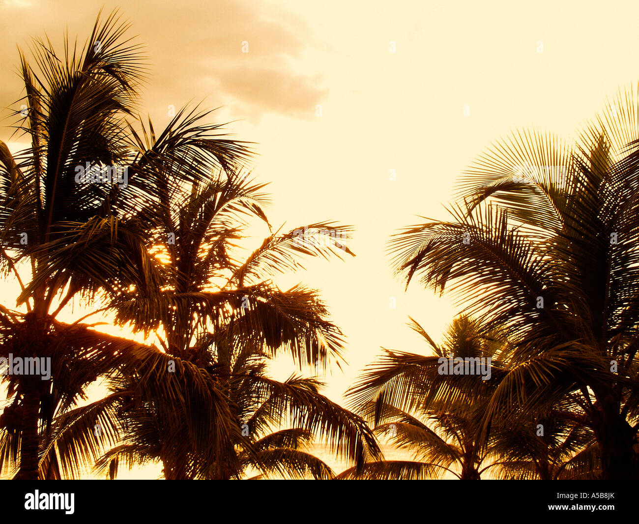 Tropical palm trees Stock Photo - Alamy