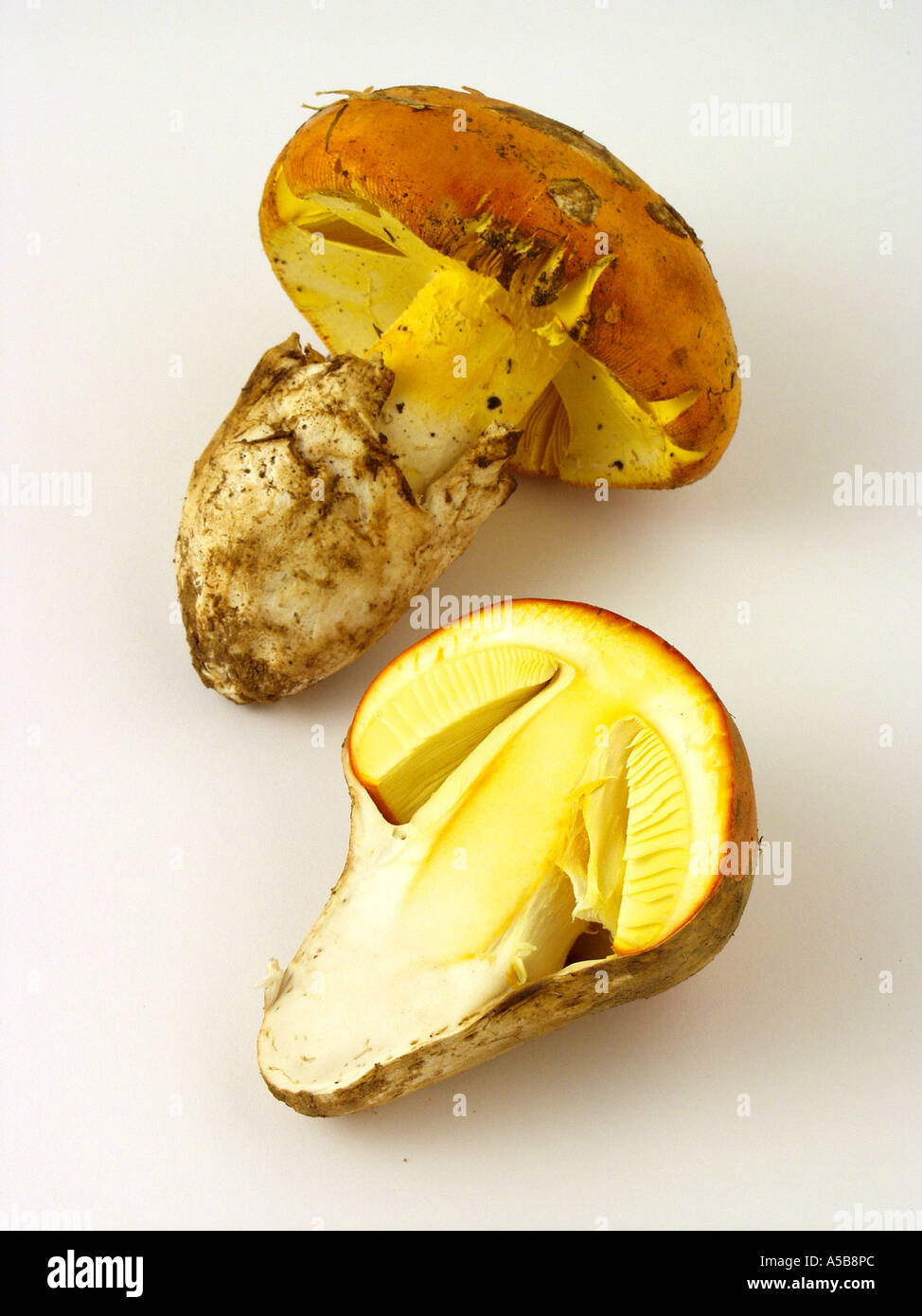Caesar's mushroom Amanita cesarea Stock Photo - Alamy