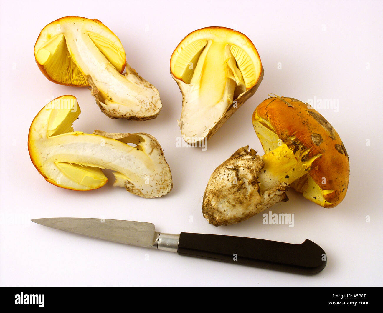 Caesar's mushroom Amanita cesarea Stock Photo - Alamy