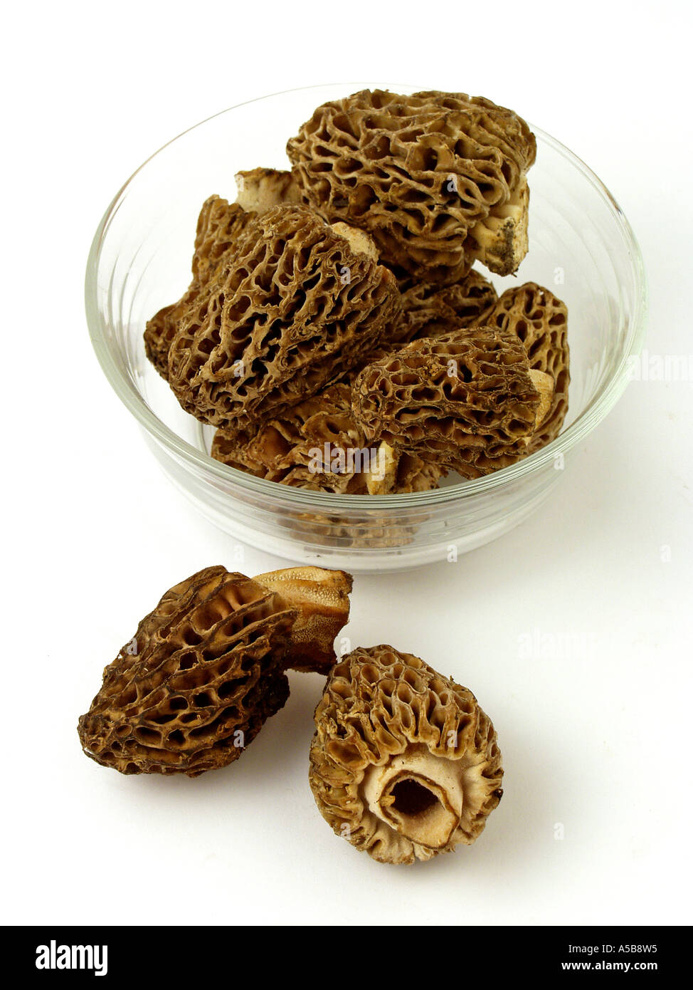 Morchella sp hi-res stock photography and images - Alamy