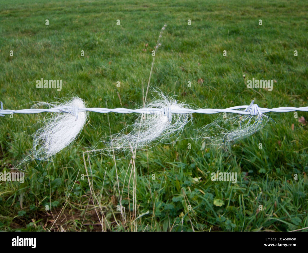 sheeps wool caught on a barbed wire fence Stock Photo - Alamy