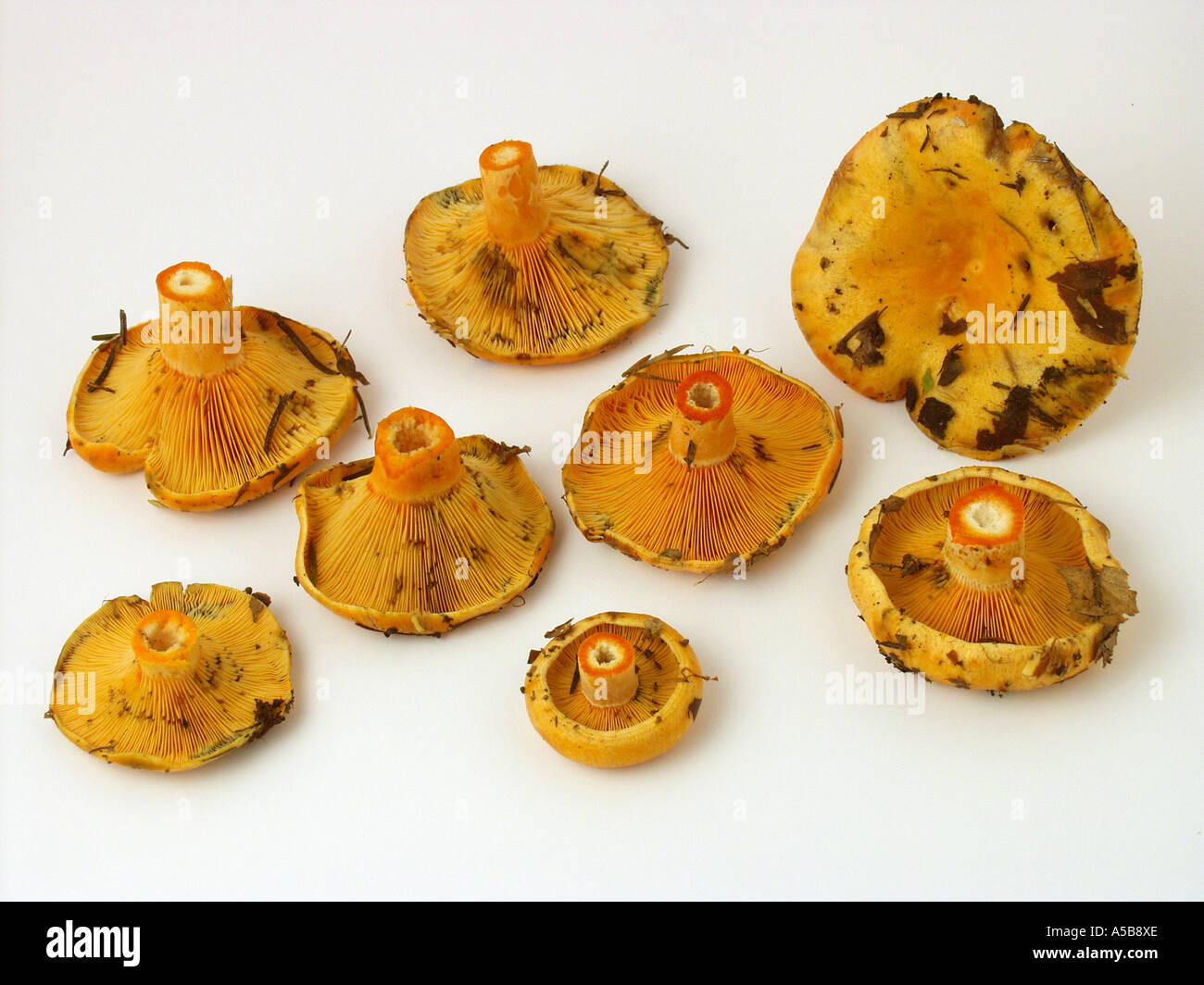 Saffron milk cap Lactarius deliciosus Stock Photo - Alamy