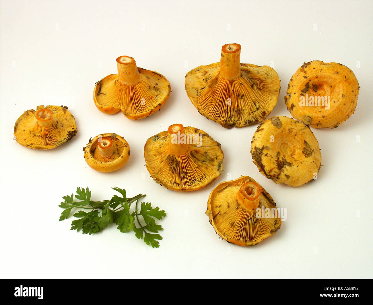 Saffron milk cap Lactarius deliciosus Stock Photo - Alamy