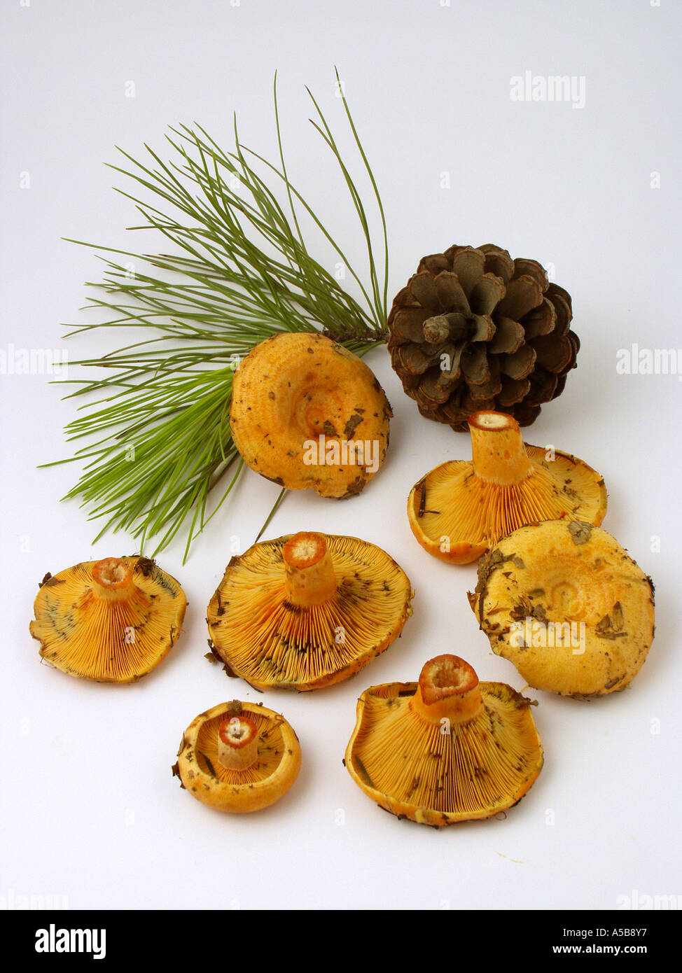 Saffron milk cap Lactarius deliciosus Stock Photo - Alamy