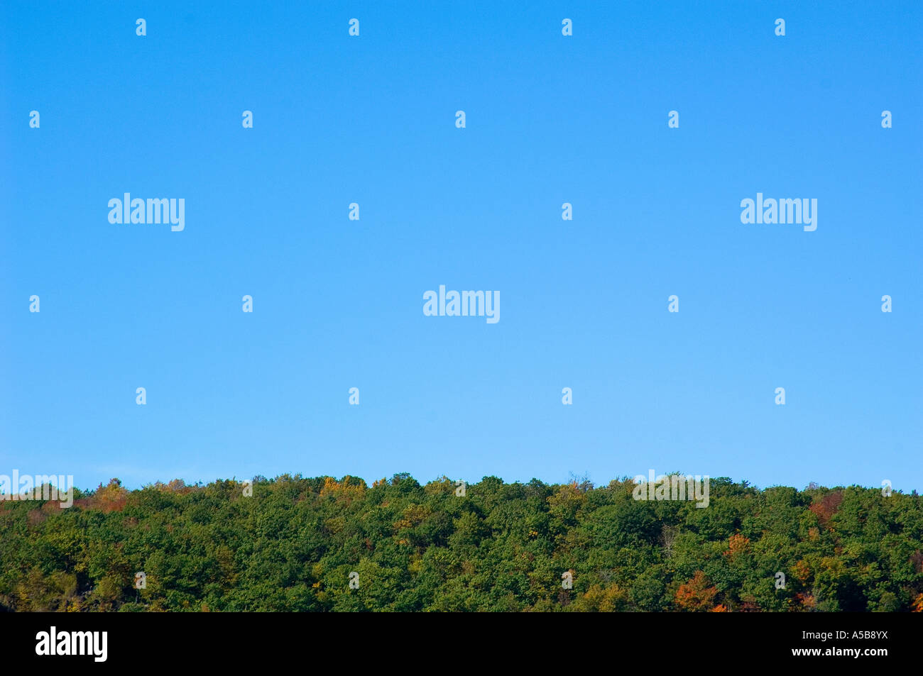 Canopy of tree tops with blue sky Stock Photo - Alamy