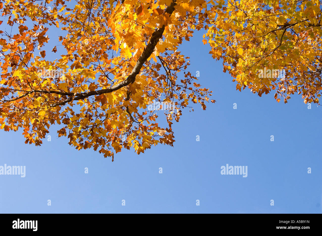 Low angle view of fall leave of tree branch Stock Photo - Alamy